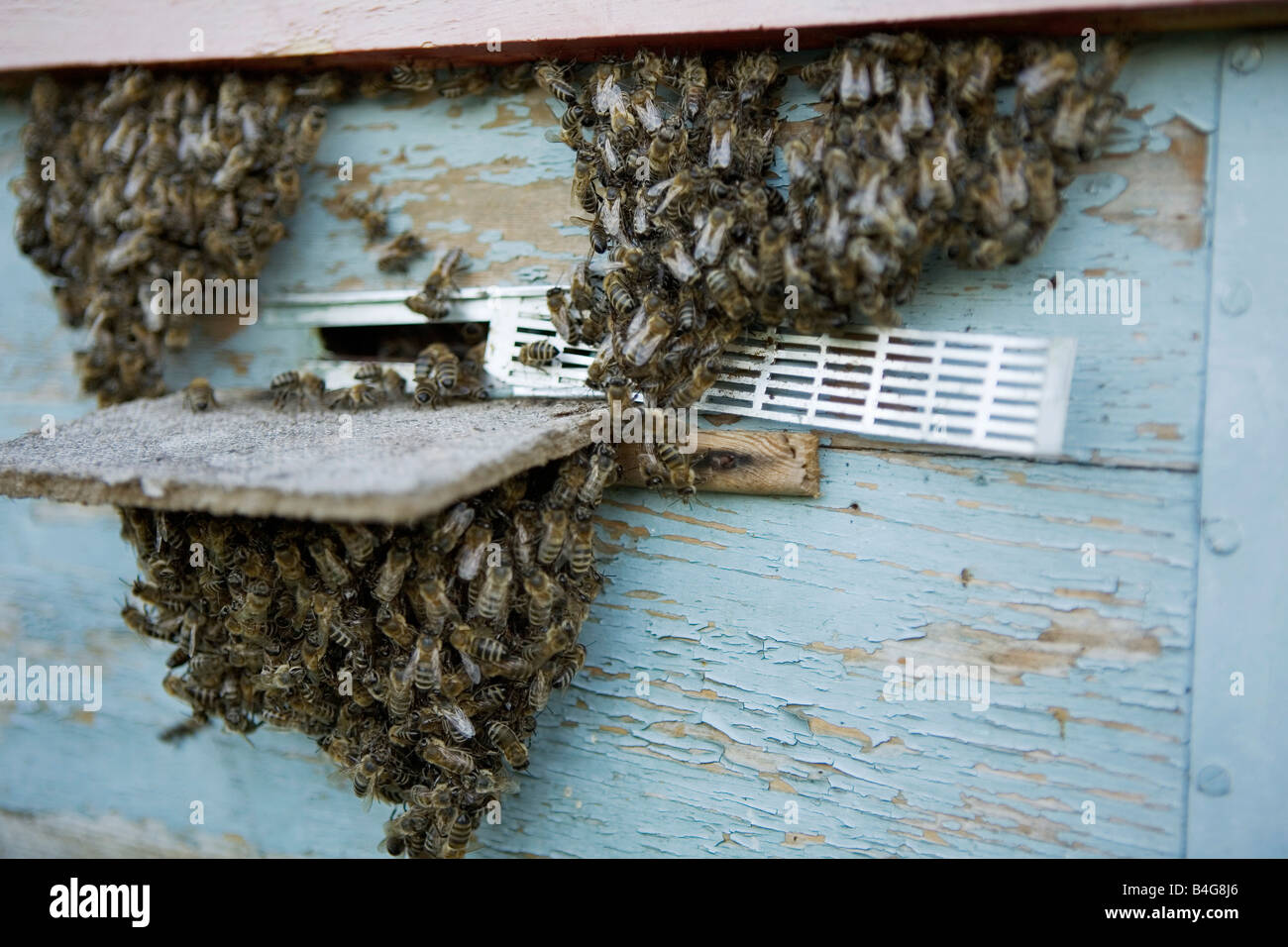 A bee hive Stock Photo - Alamy