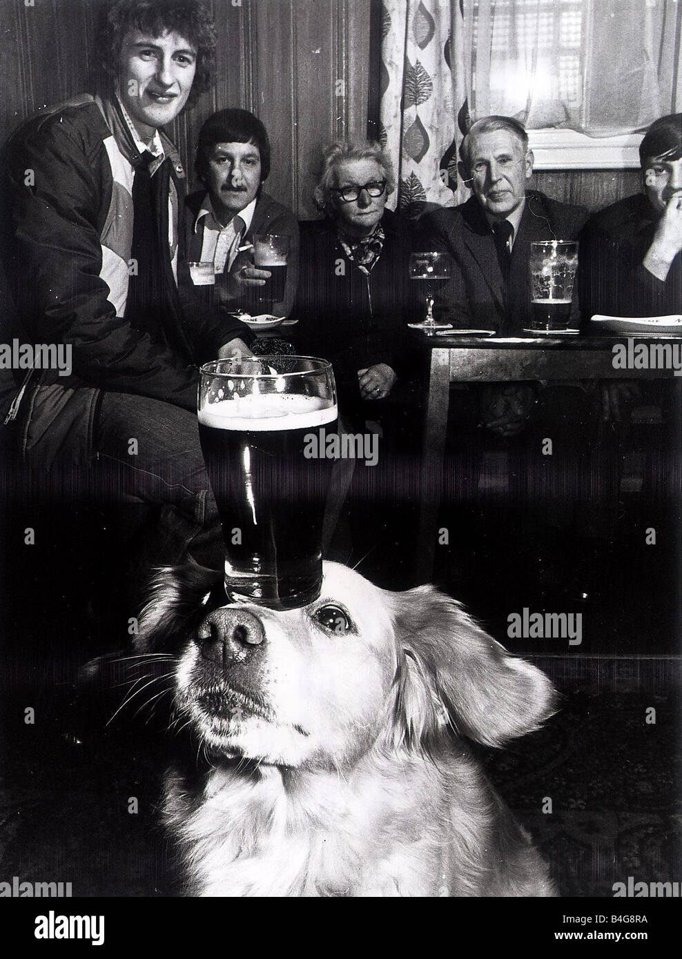 Shani labrador cross bitch balancing a pint of beer on her nose at the ...