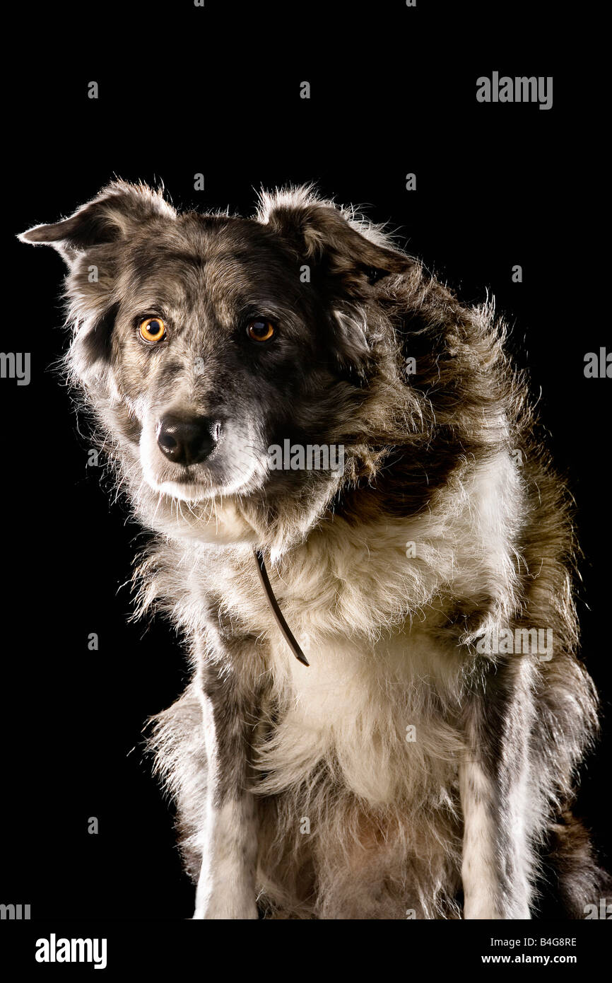 Border Collie Mixed Breed Stock Photo - Alamy