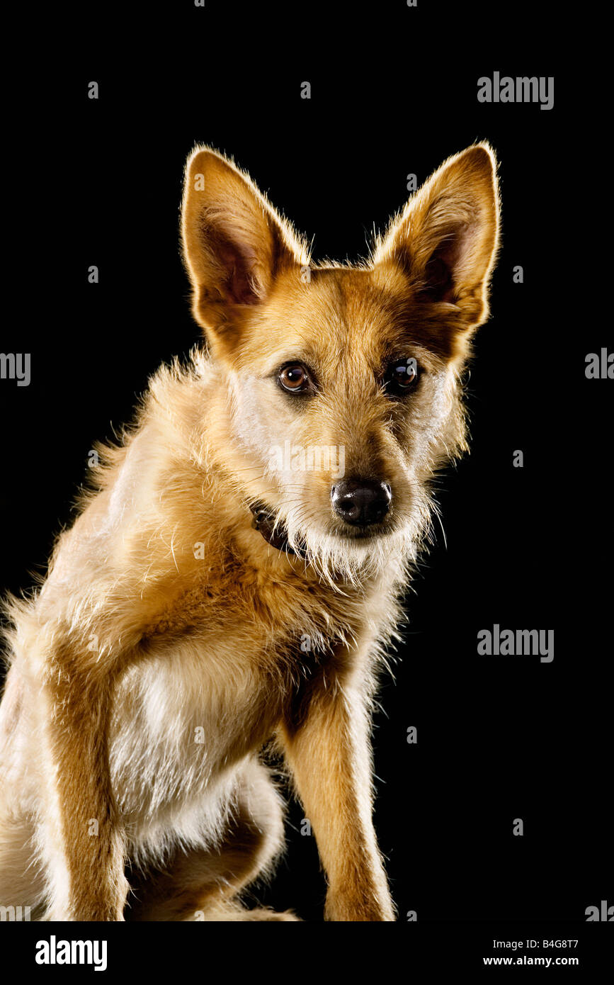 Sheepdog mixed hi-res stock photography and images - Alamy