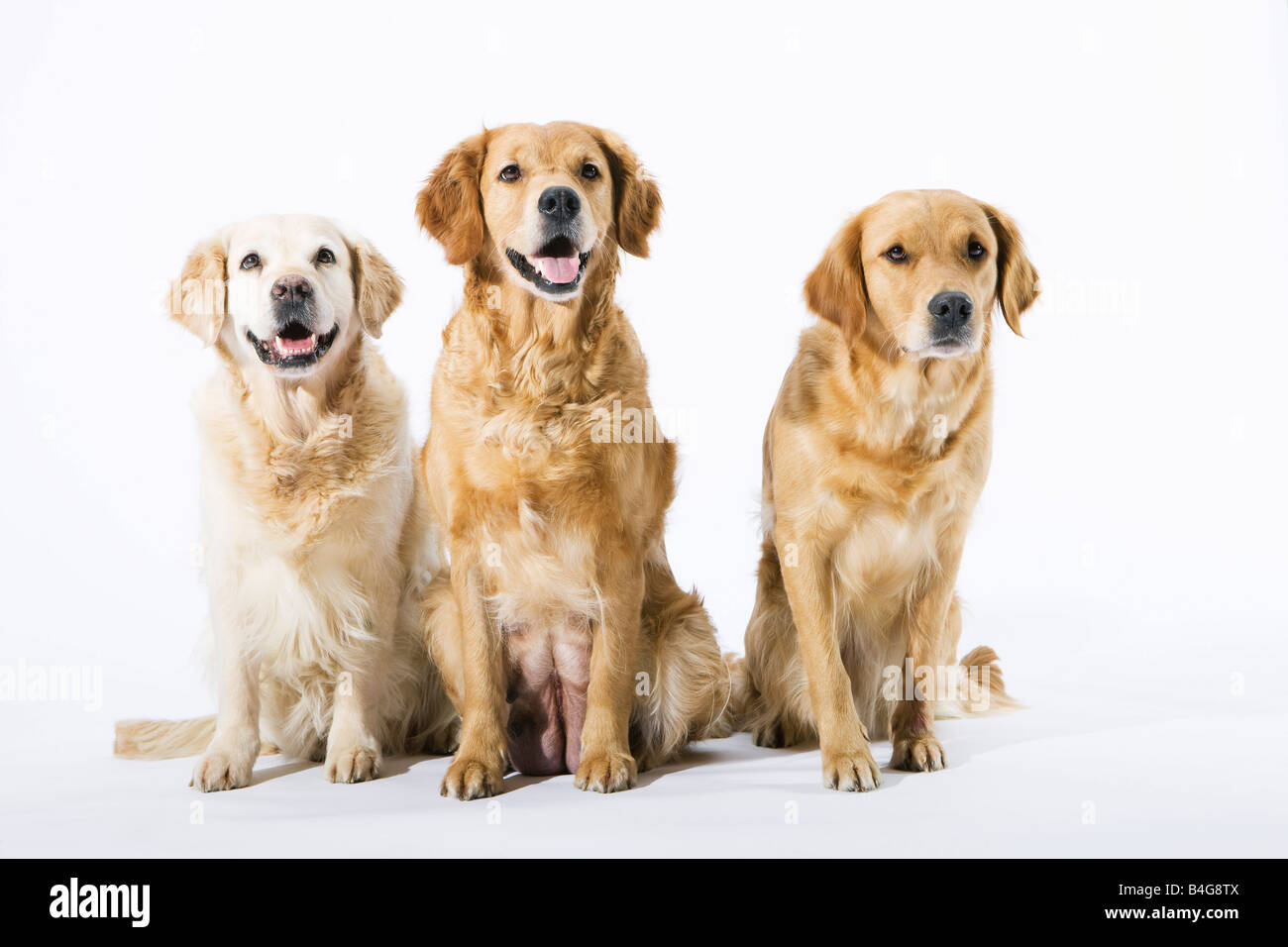 Three Golden Retrievers Stock Photo - Alamy