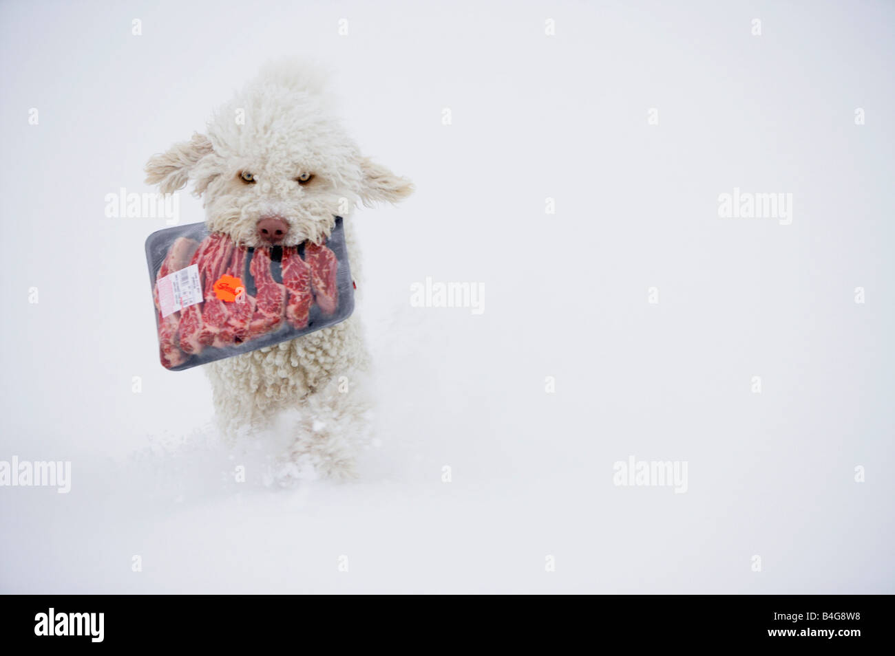 Spanish Water Dog running in snow with a package of meat in his mouth ...