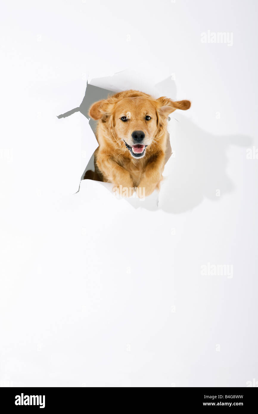 A Golden Retriever jumping through white paper Stock Photo - Alamy