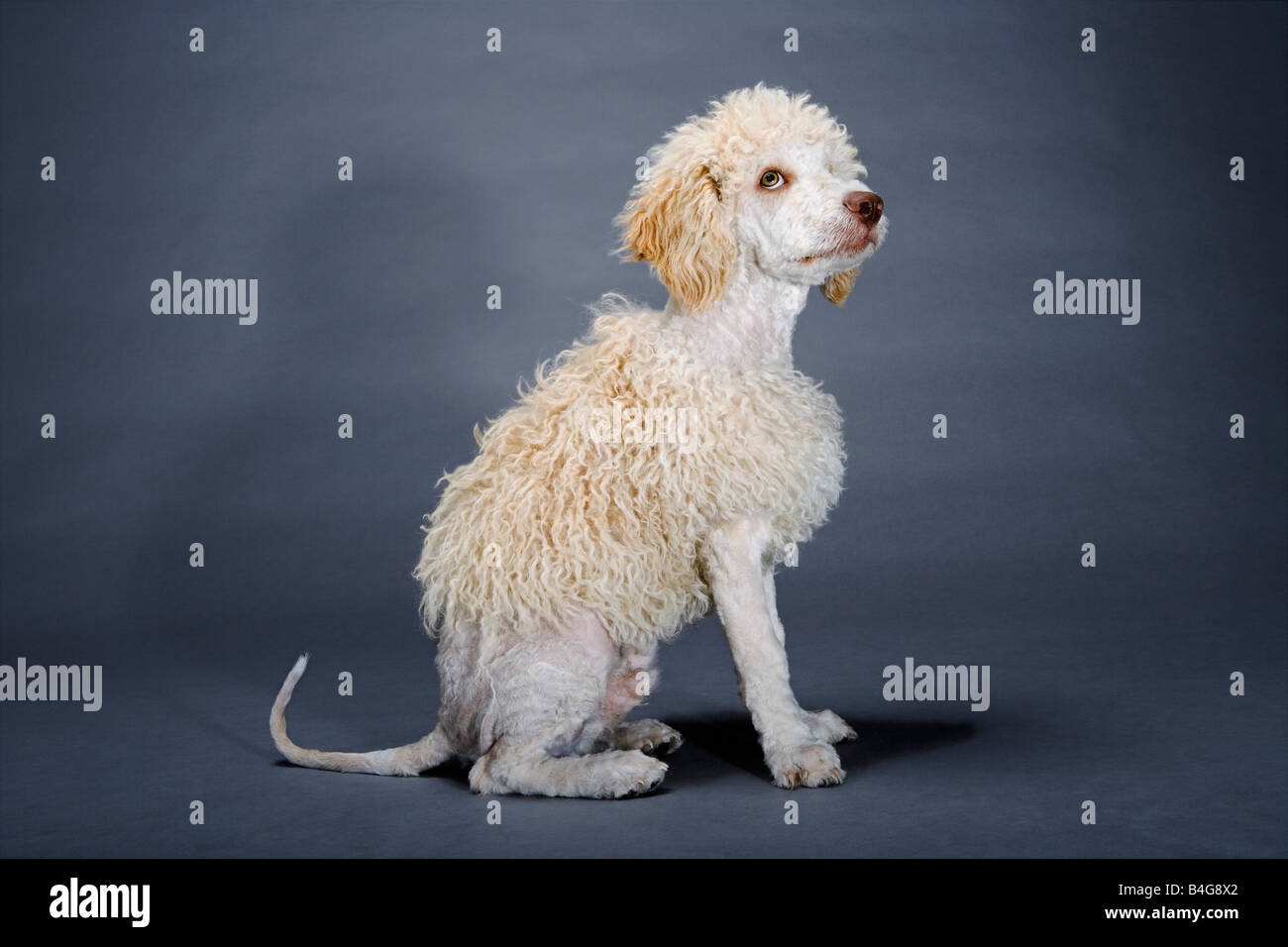 A Spanish Waterdog shaved to look like a poodle Stock Photo - Alamy