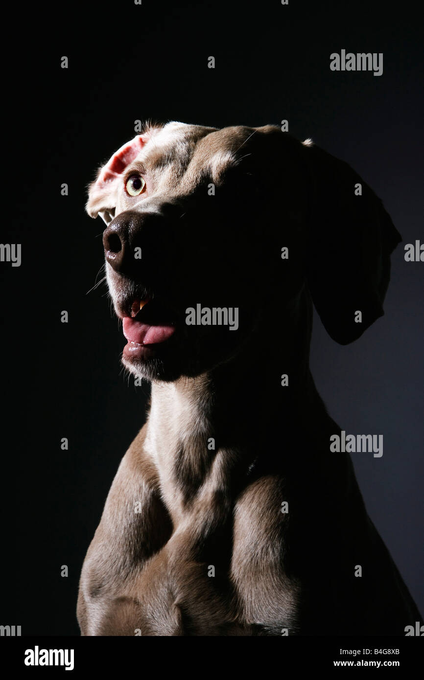 Weimaraner hi-res stock photography and images - Alamy