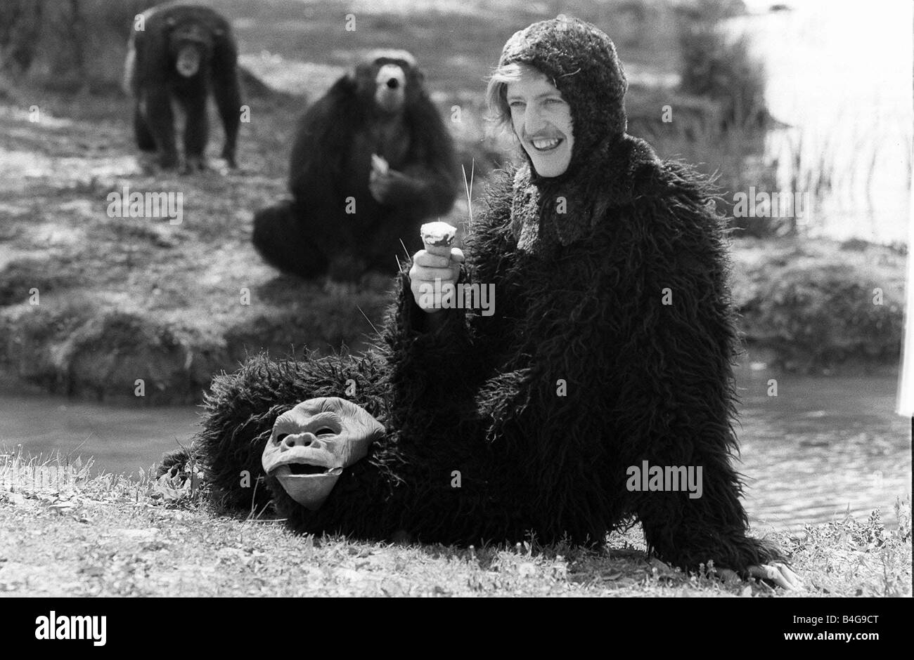 A man wearing an ape costume sitting amongst real monkeys eating an ice ...