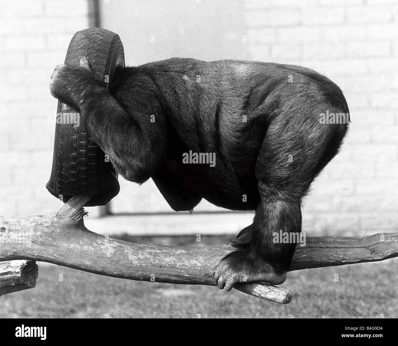 1970s animals monkey humour hi-res stock photography and images - Alamy
