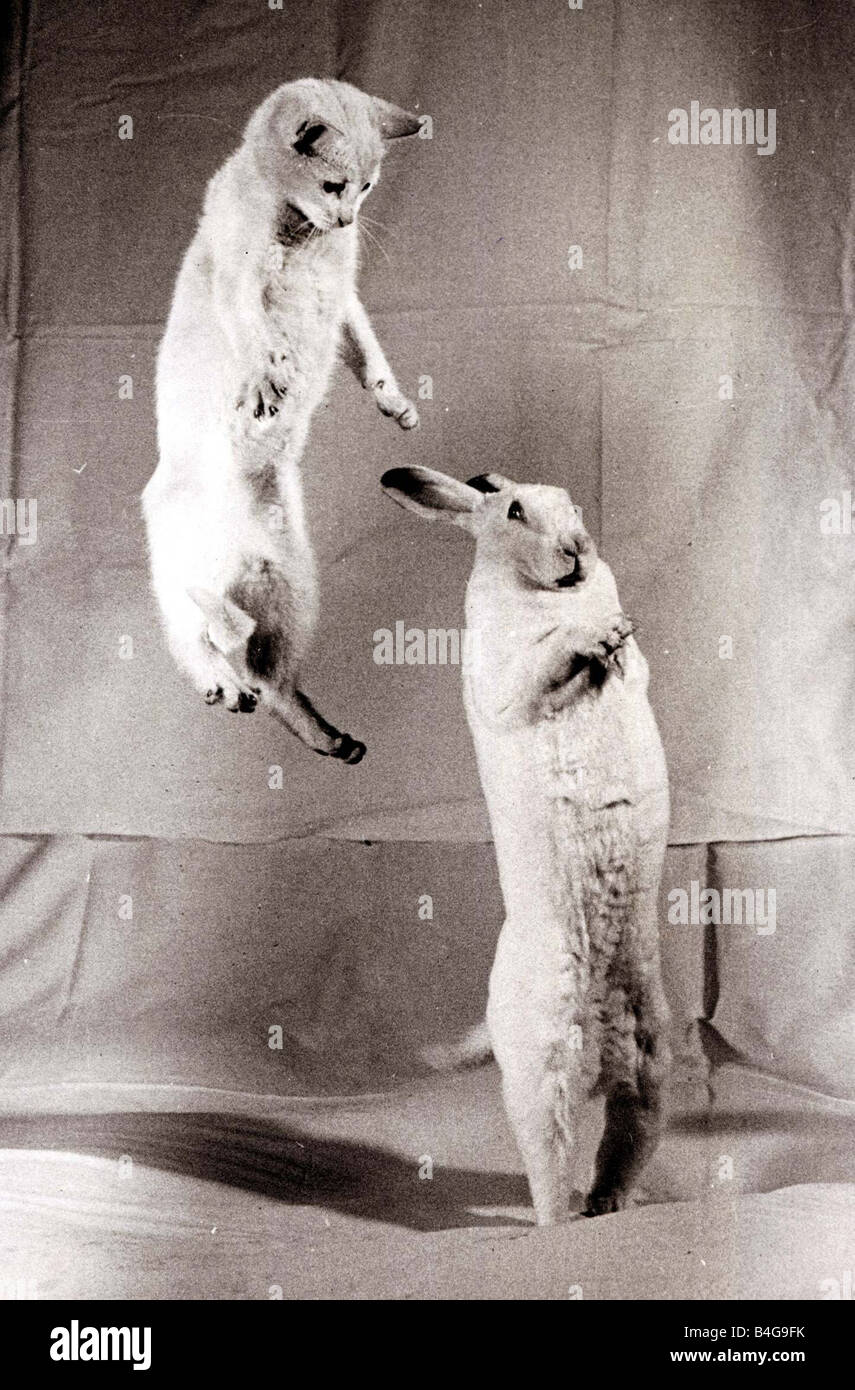 A rabbit standing on two legs with a cat jumping up in the air behind ...