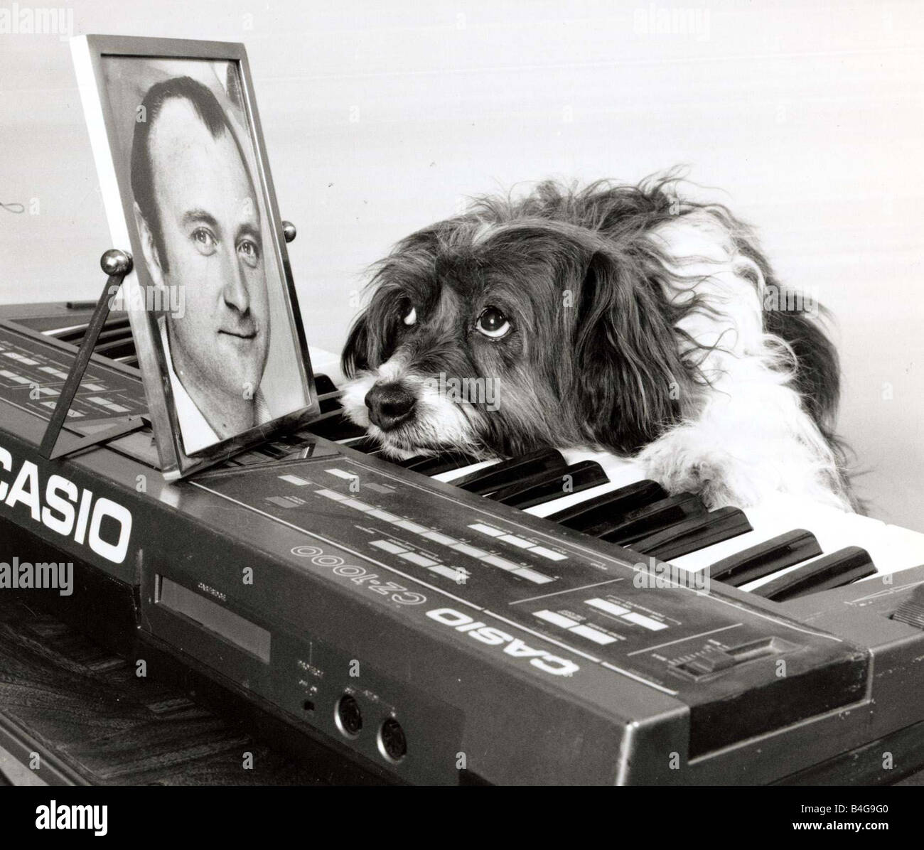 Pippin the dog playing the keyboard with a picture of Phil Collins for ...
