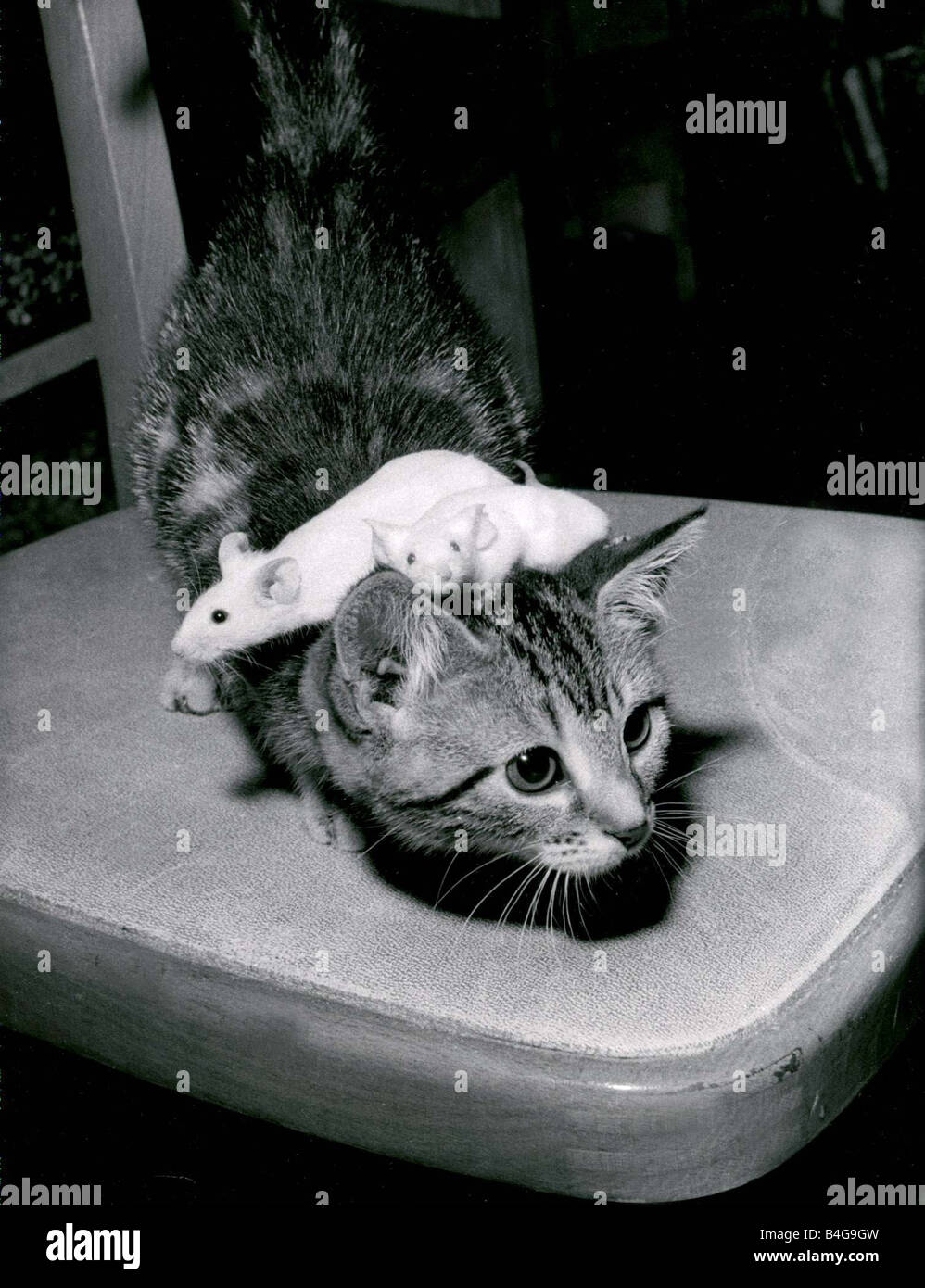 Mouse pet shop hi-res stock photography and images - Alamy