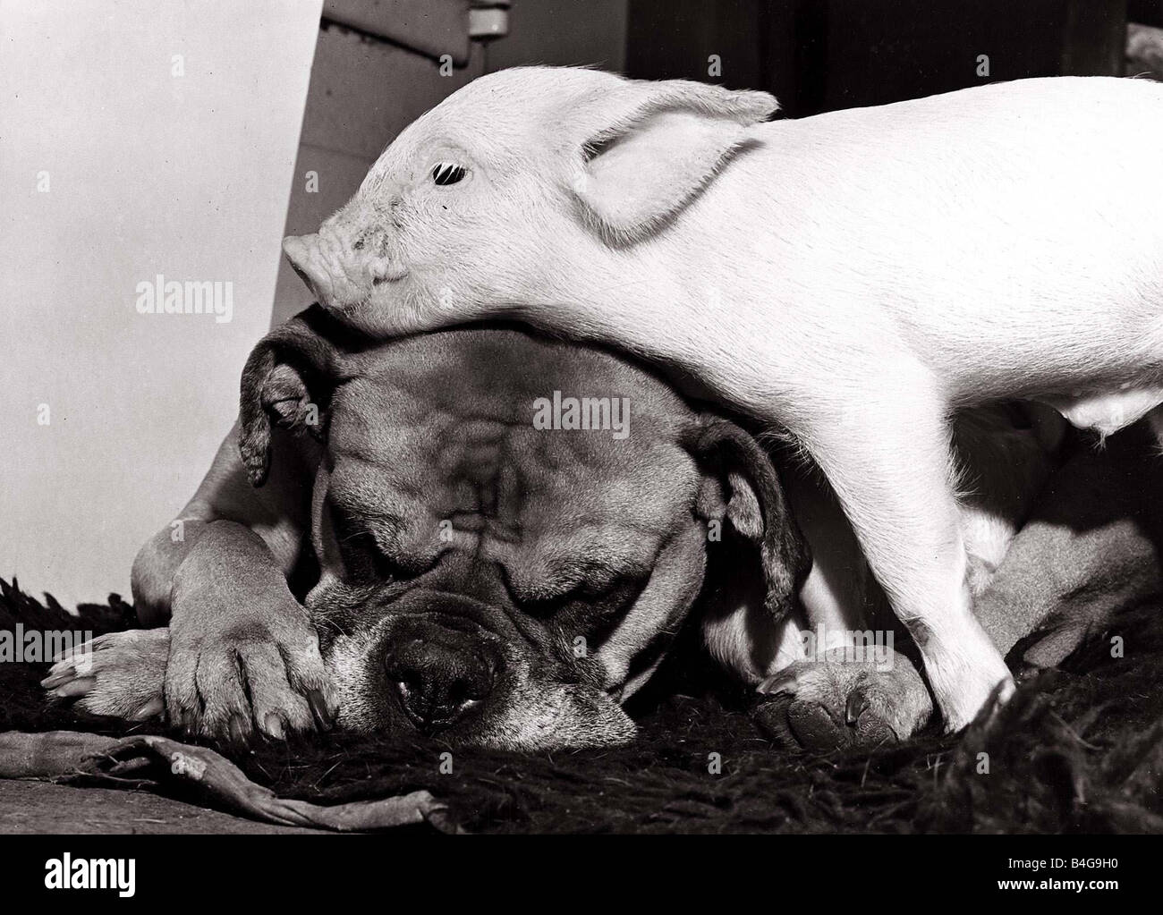 Chippe the four year old boxer bitch with Pog the pig one of her ...