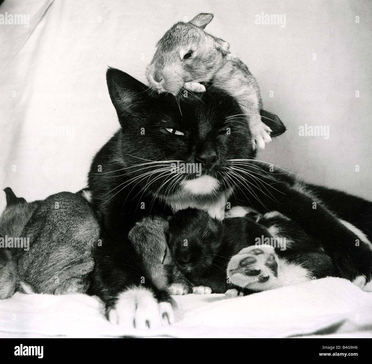 Black and white rabbit cat hi-res stock photography and images - Alamy