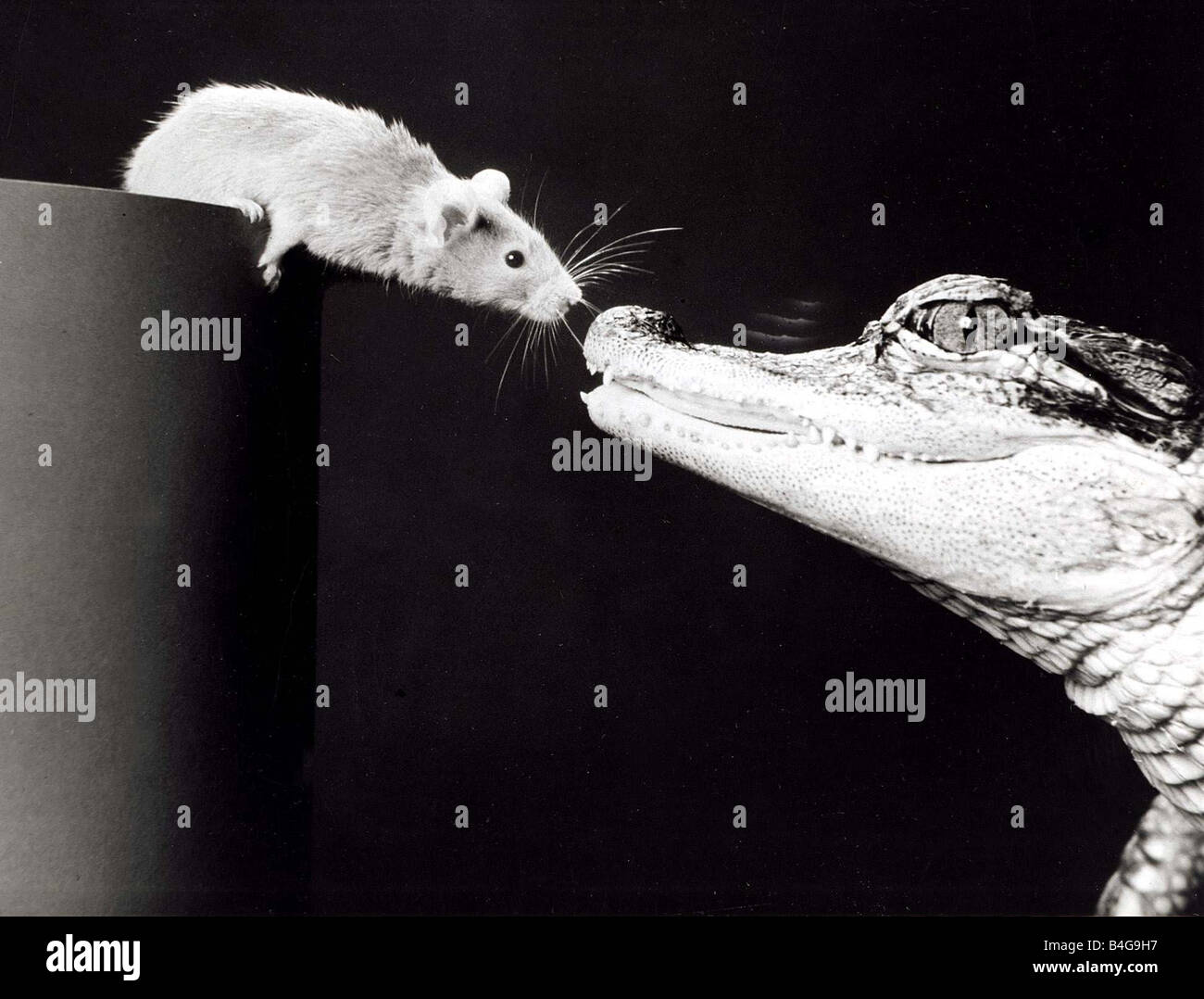 Calderpark zoo hi-res stock photography and images - Alamy