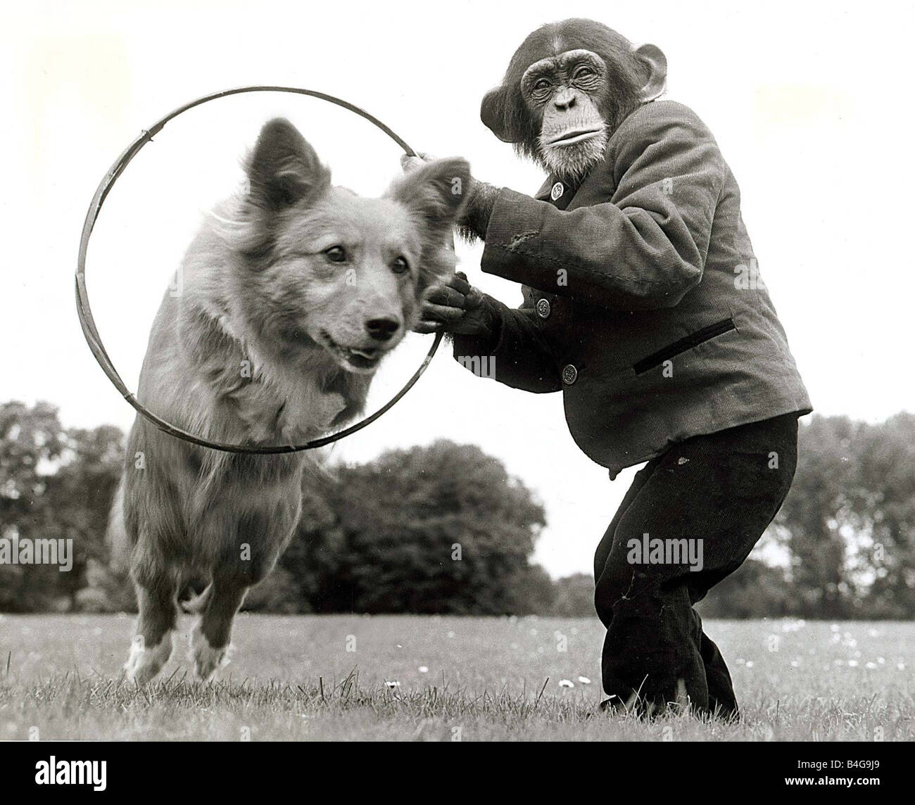 Charlie the chimp hi-res stock photography and images - Alamy