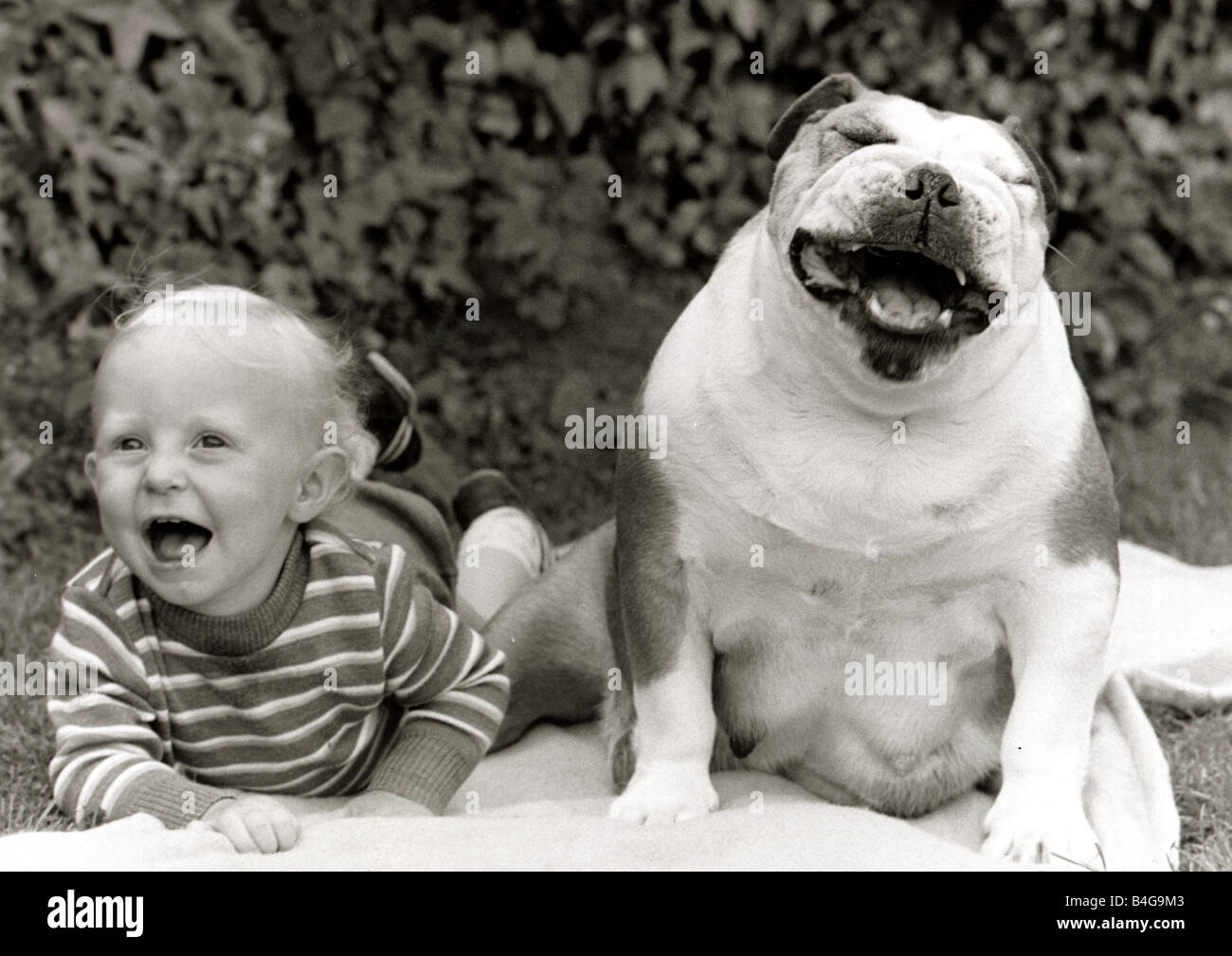 Dixie the Bulldog with toddler Dean Brooks at their home in Rossendale ...