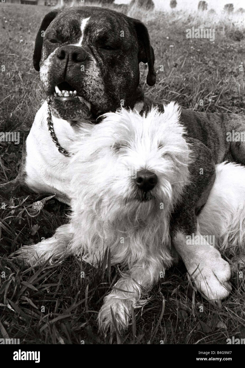 Benny the Boxer puts his paw round the neck of his sweetheart Sabina ...