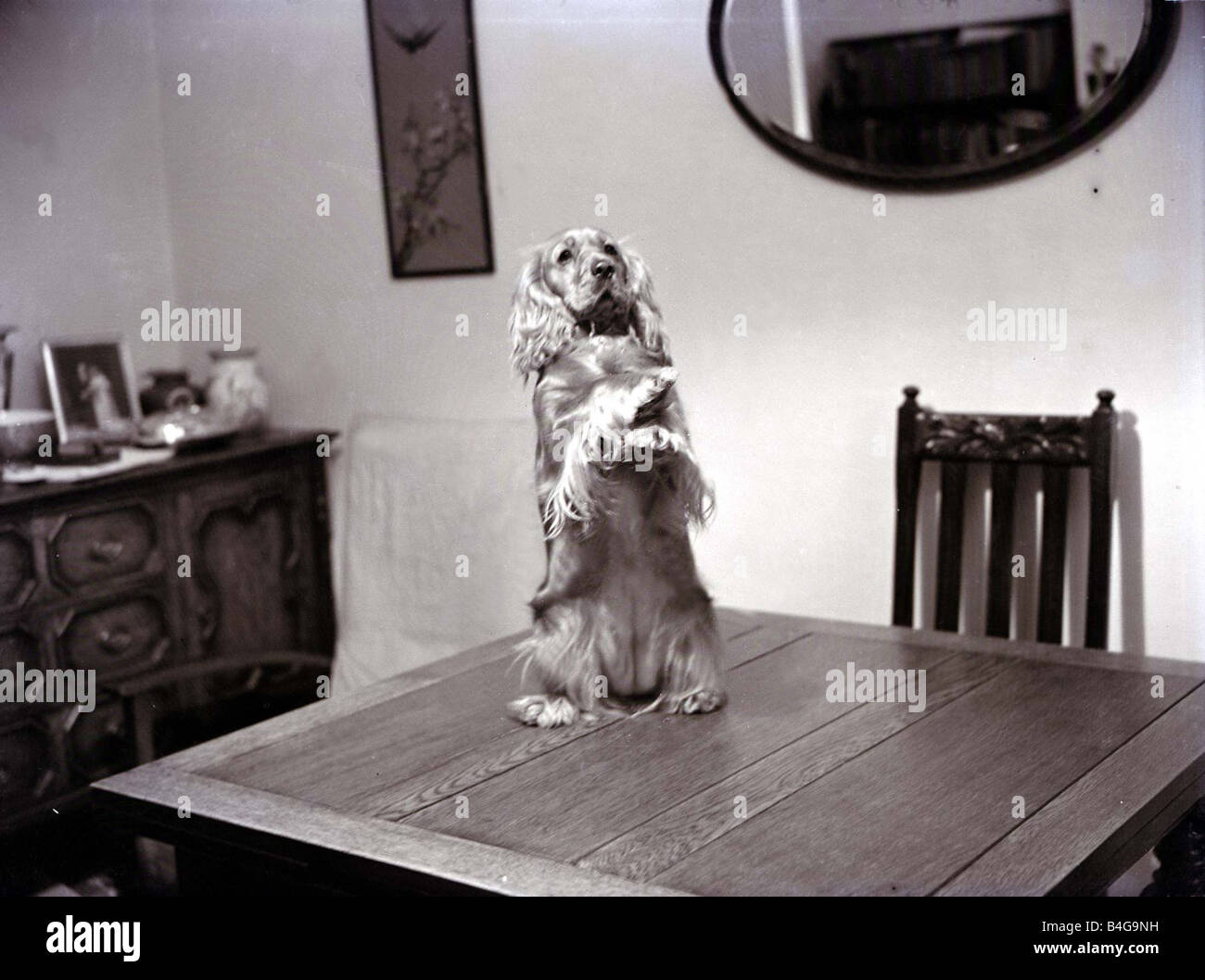 Dogs legs table hi-res stock photography and images - Alamy