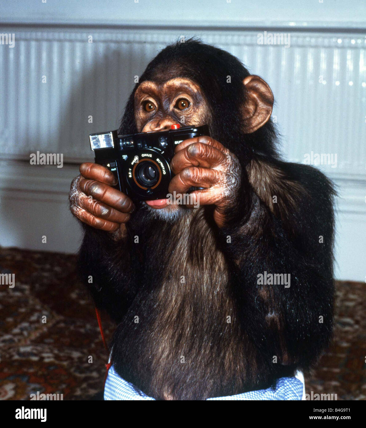 Benjy the Photographer Chimp holding camera at Twycross Zoo September ...