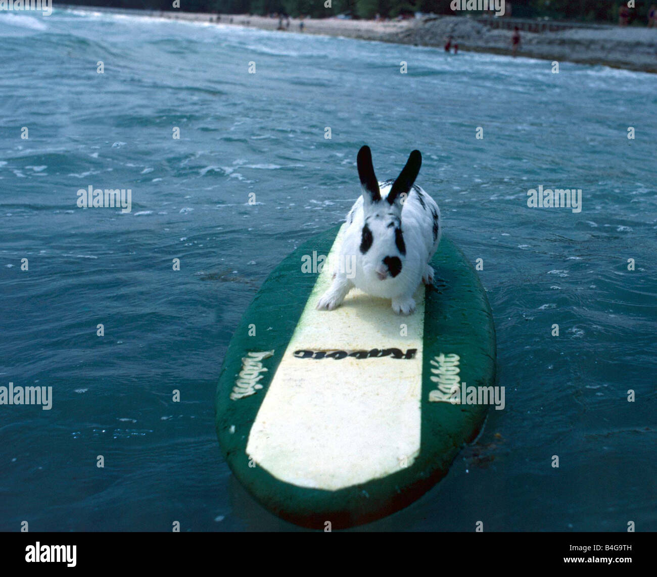 Hazel surfing rabbit bunny rabbits hi-res stock photography and images ...