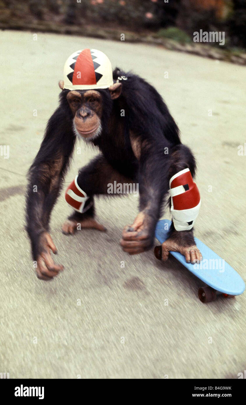 Chimpanzee at Twycross Zoo Chimp Aged 6 on a Skateboard November 1977 ...