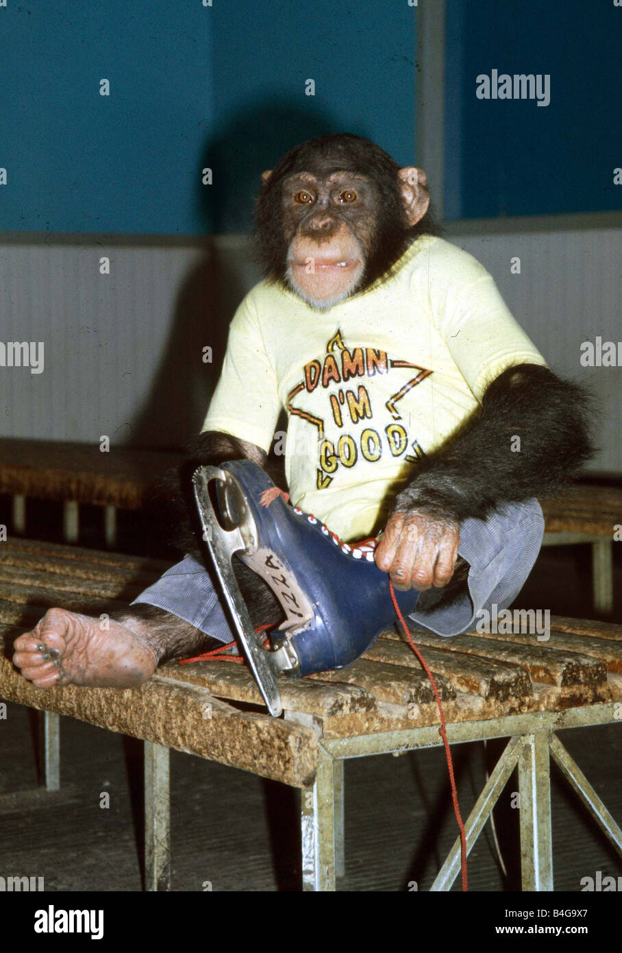 Animals ice skating hi-res stock photography and images - Alamy