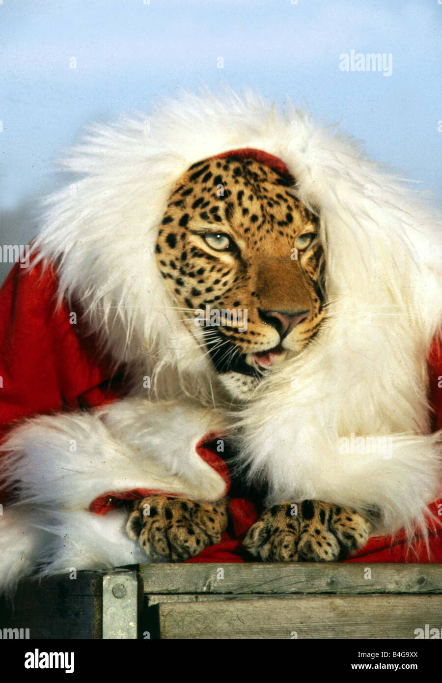 Tiger fur cloak hi-res stock photography and images - Alamy
