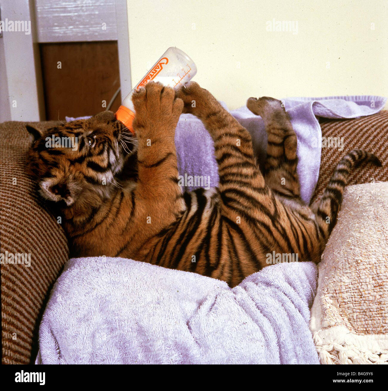 Kalash the Tiger Cub drinking milk from a bottle at Howletts Zoo ...