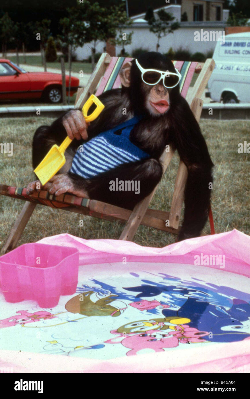 Animals Chipmanzee Chimp February 1987 mirrorpix Stock Photo - Alamy