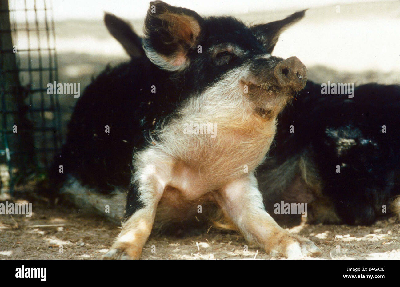 Rare Hungarian pig at Banham Zoo Norfolk baby pig August 1995 Mirrorpix ...