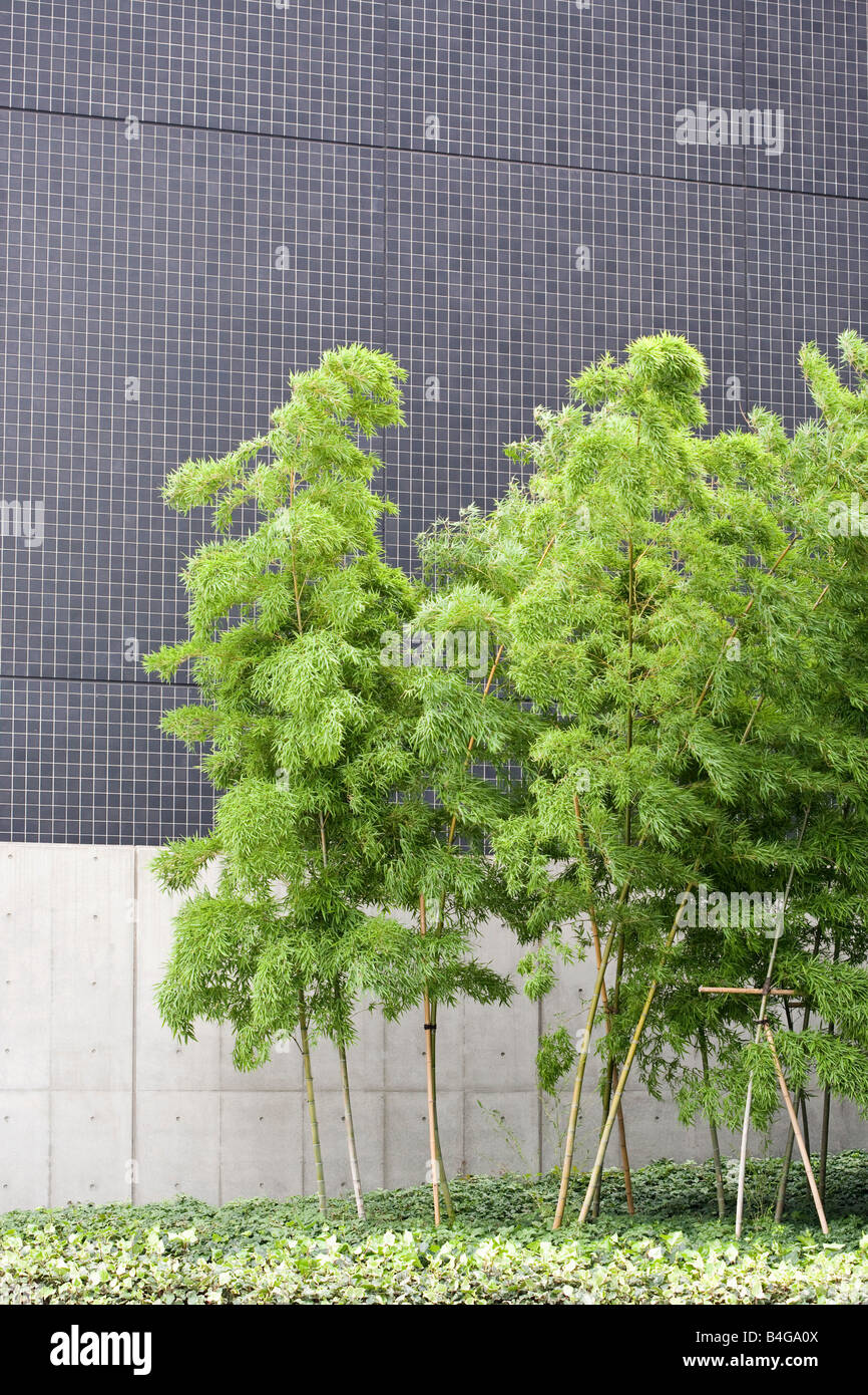 Bamboo trees growing next to a building Stock Photo - Alamy
