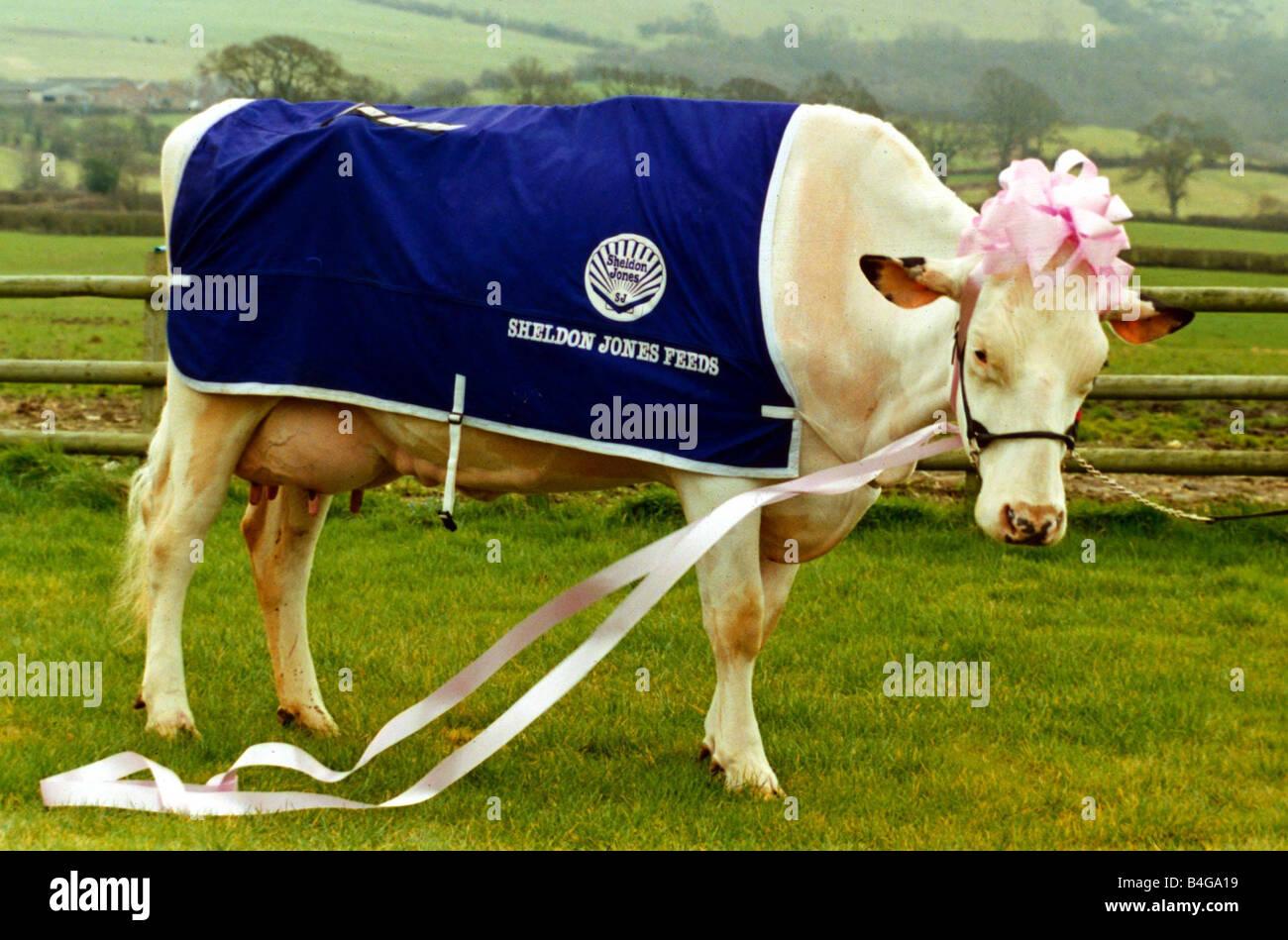 The beauty called Pamela has been crowned Queen of Cows She costs 34 ...