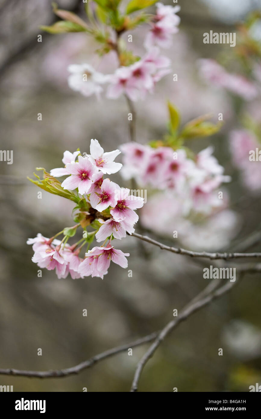 Blossom on a tree branch Stock Photo - Alamy