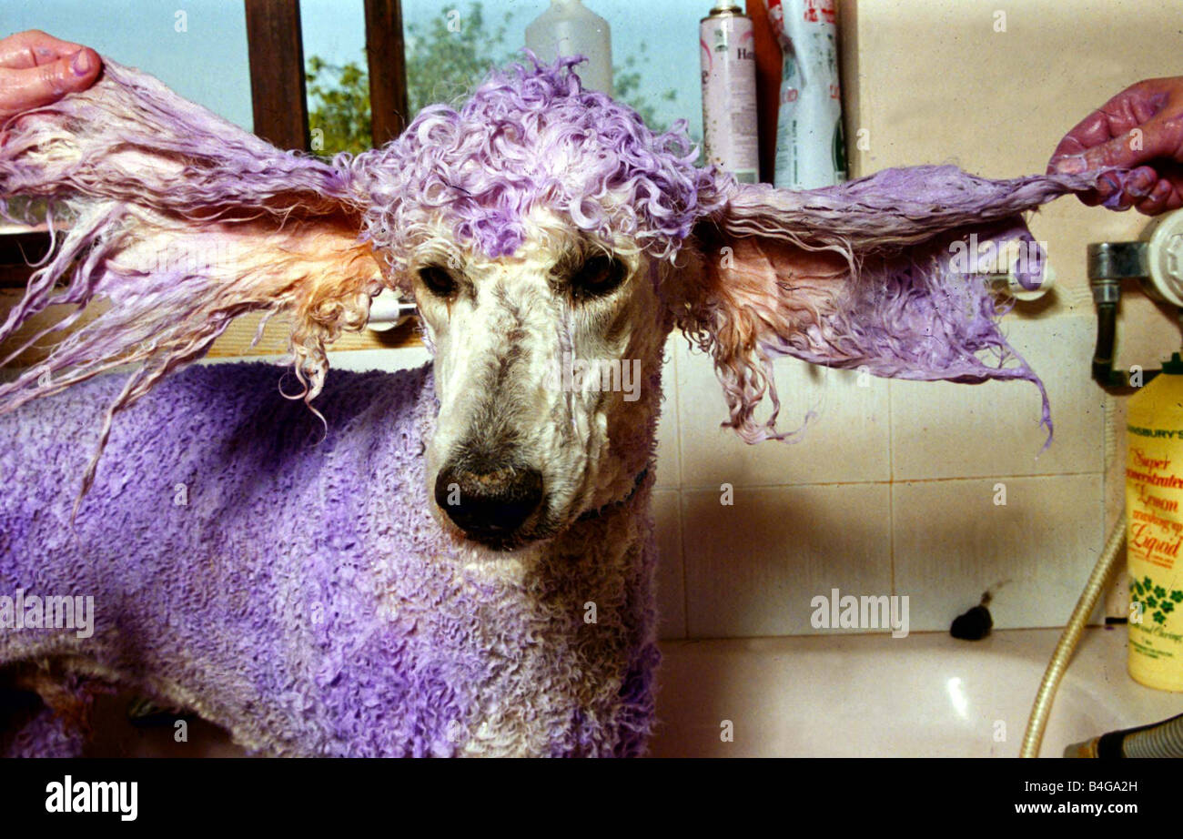 Dyed poodle hi-res stock photography and images - Alamy