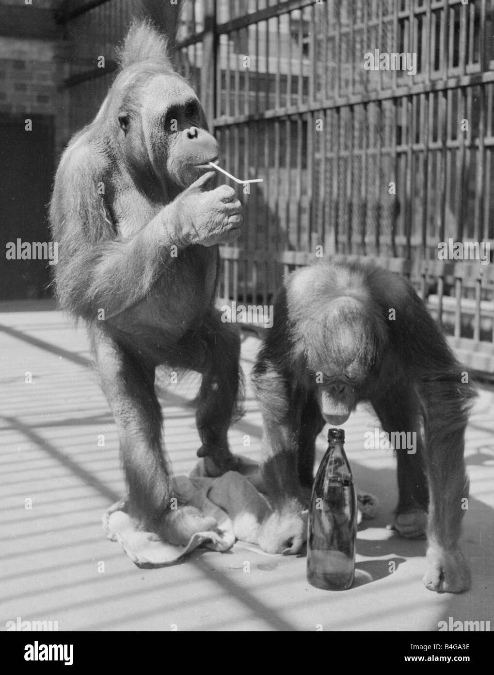London zoo animals hi-res stock photography and images - Alamy