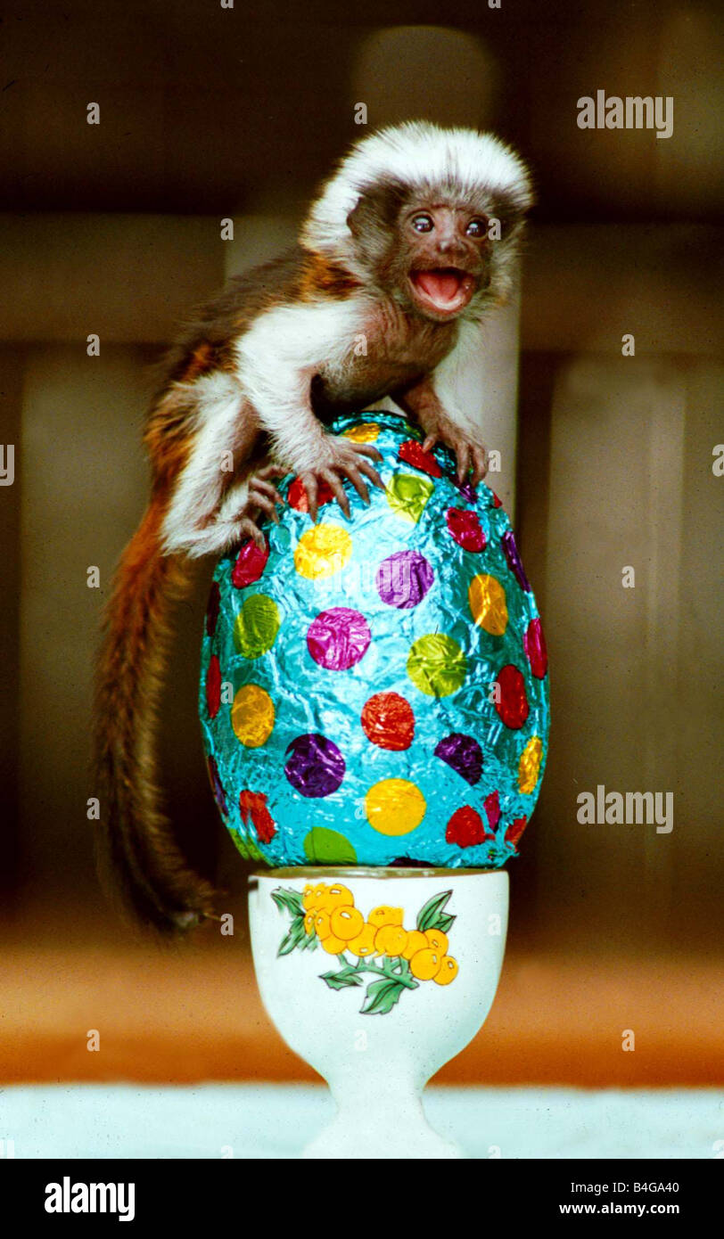 Cotton top monkey Sparky with his Easter egg little monkey sitting on ...