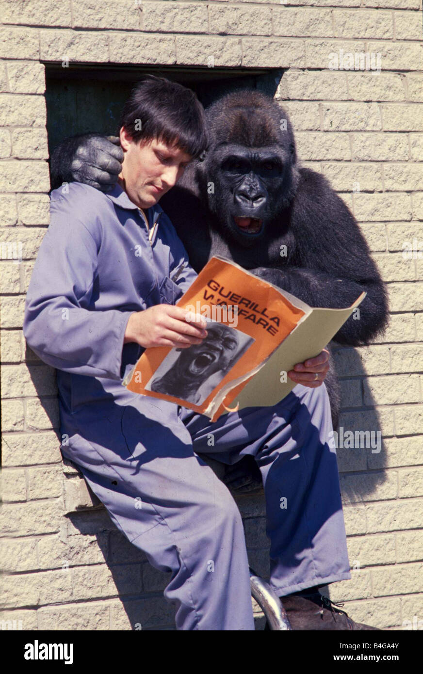 Blackpool Zoo keeper Mike Clarkson with gorilla Kumba reading a paper ...