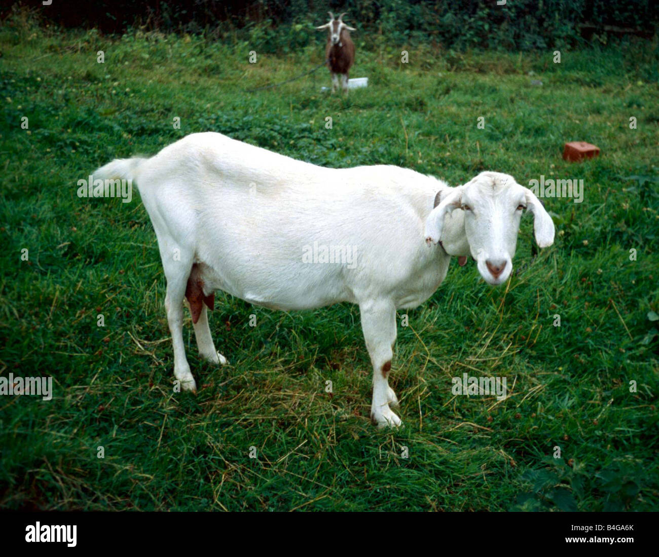 Goat Saanen Anglo Nubian Cross January 1980 Mirrorpix Stock Photo - Alamy