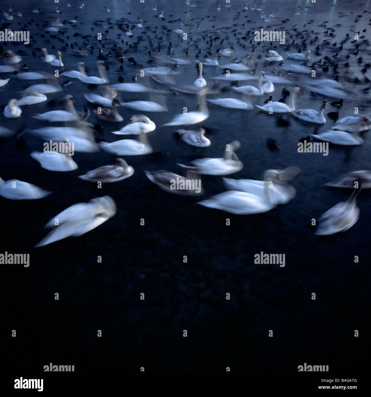 Swans on water Stock Photo - Alamy