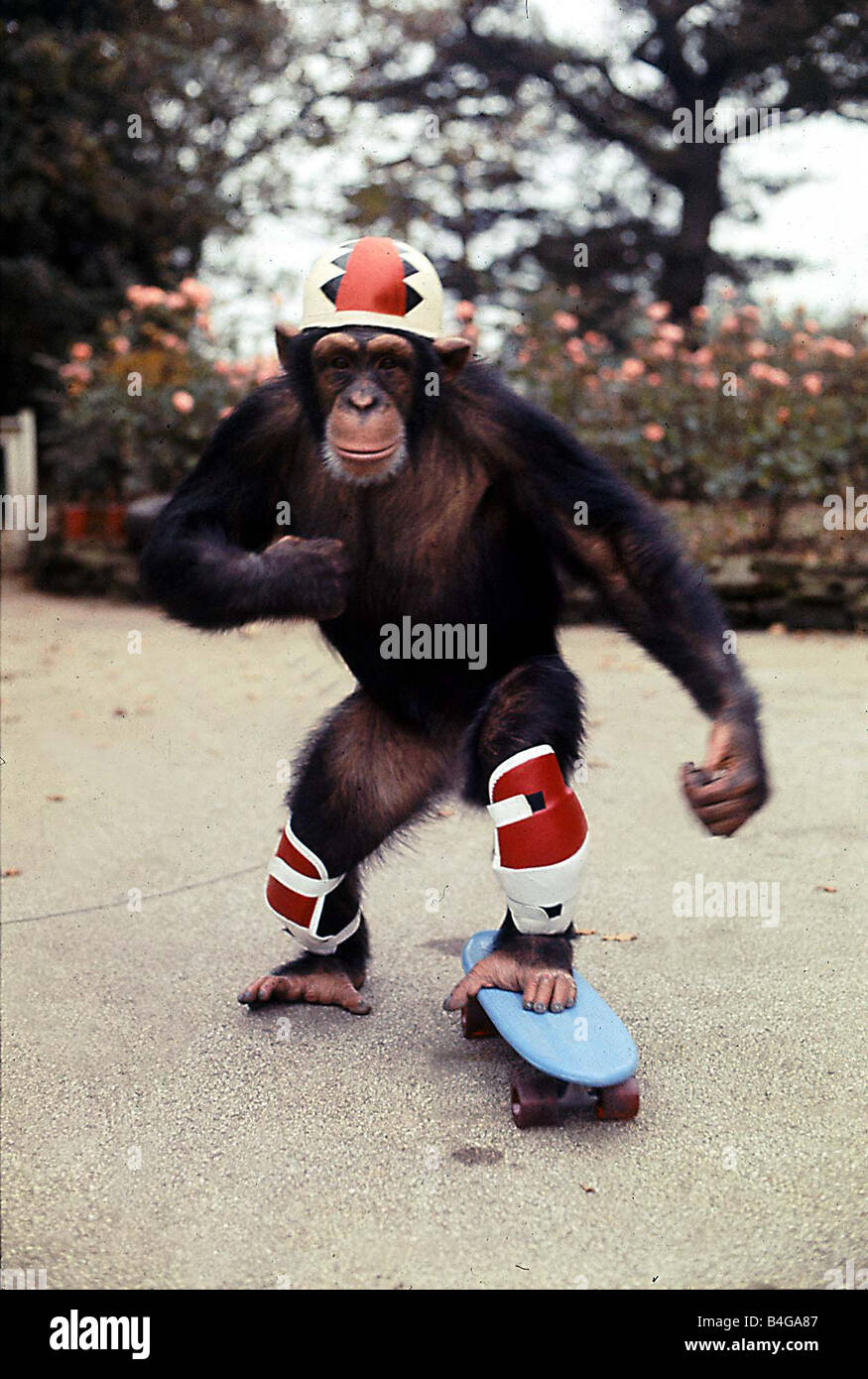 Skateboarding chimp Noddy at Twycross Zoo 6 years old November 1977 ...