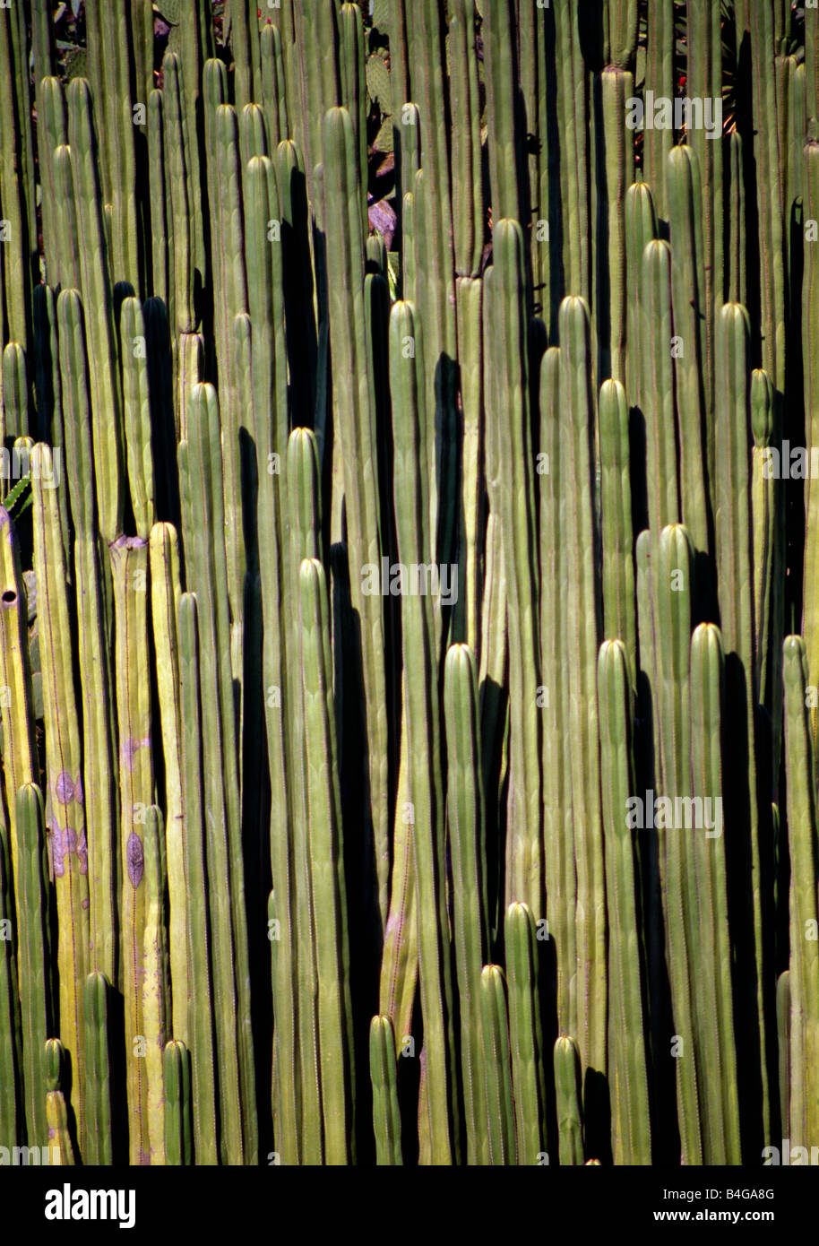 Cacti photography hi-res stock photography and images - Alamy