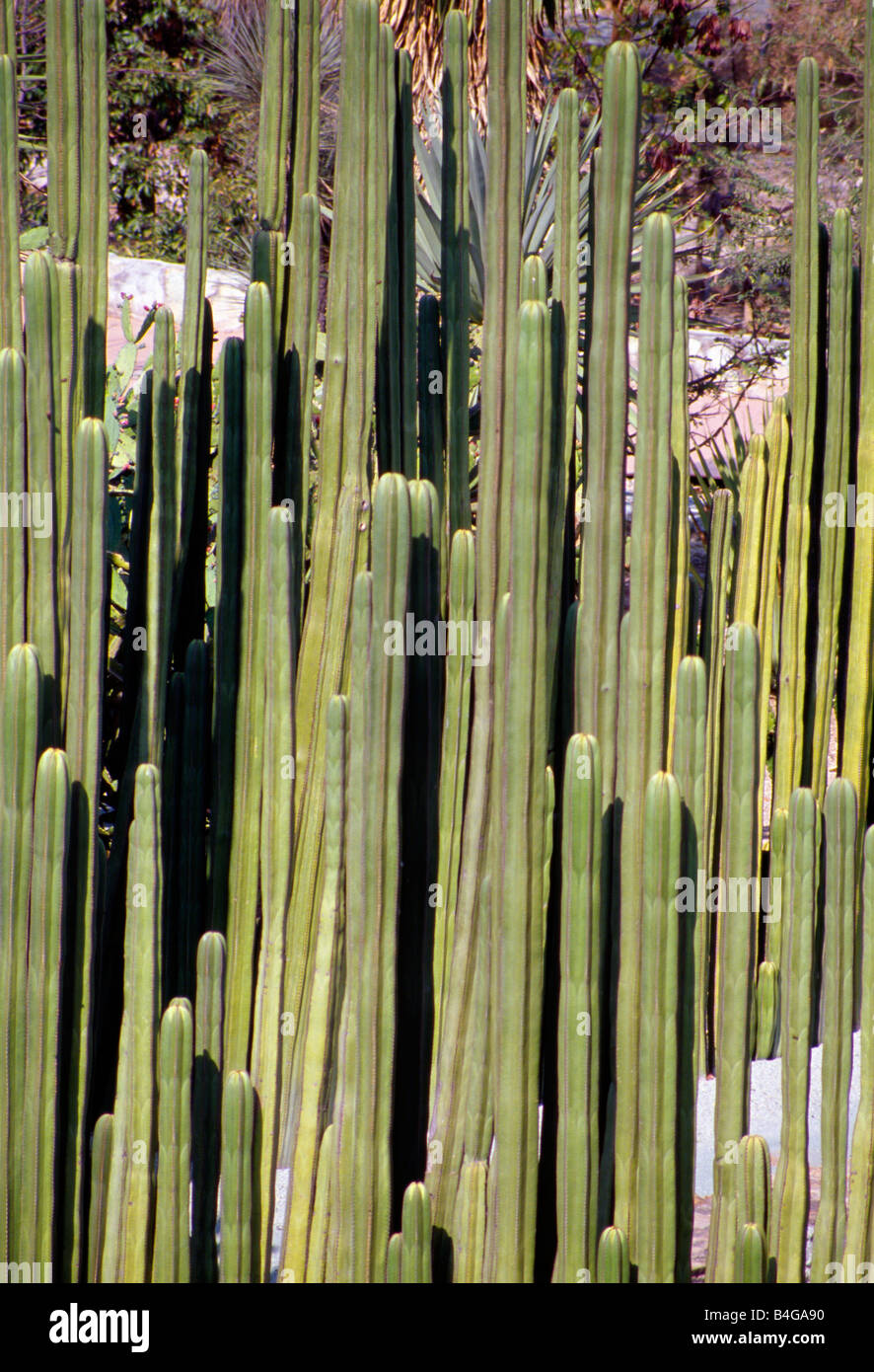 Cacti photography hi-res stock photography and images - Alamy
