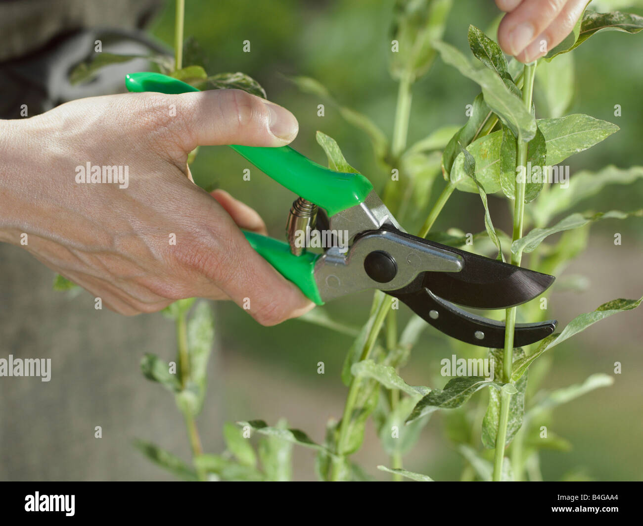 A human hand using pruning shears Stock Photo - Alamy