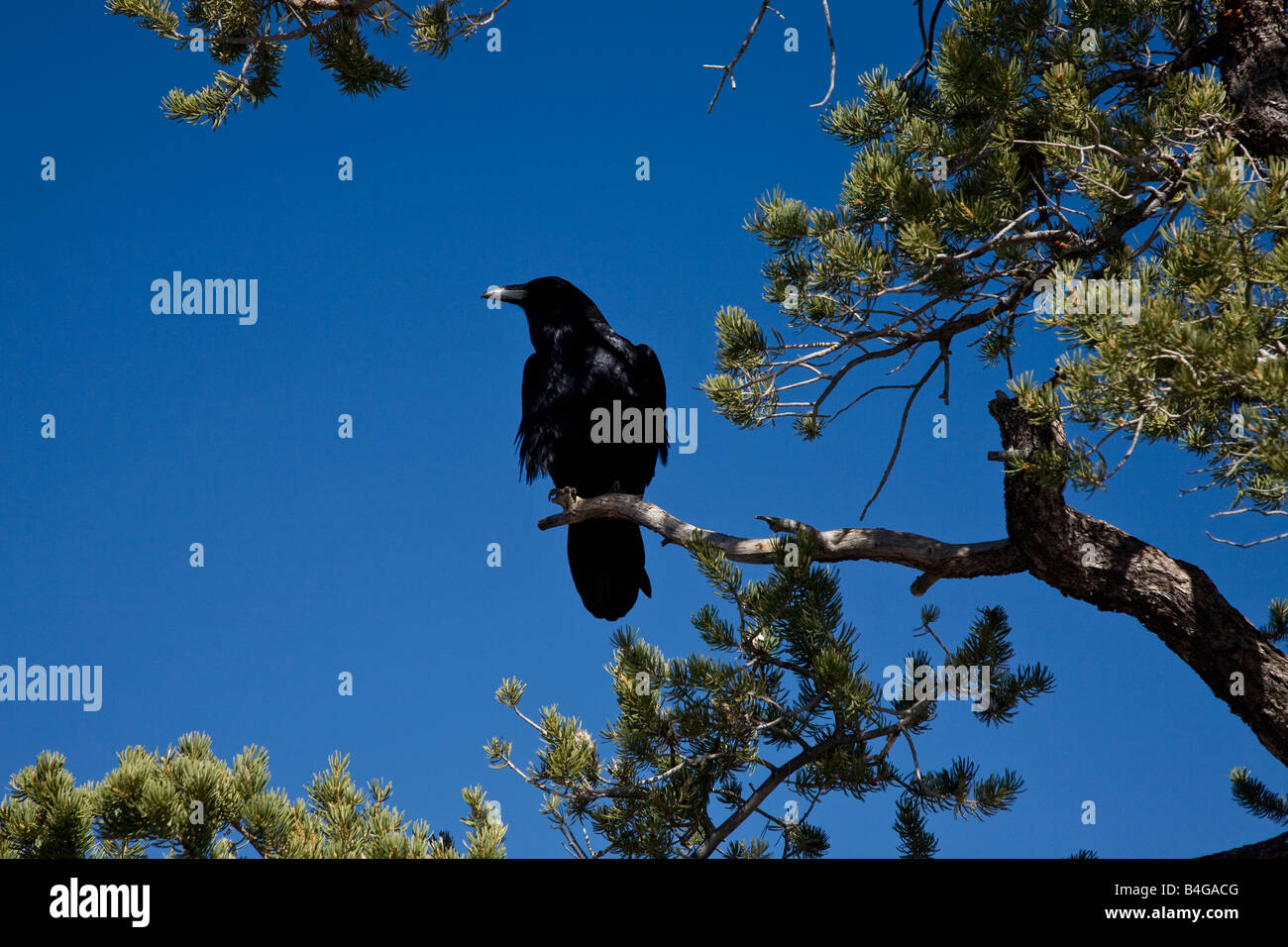 Front view black crow hi-res stock photography and images - Alamy