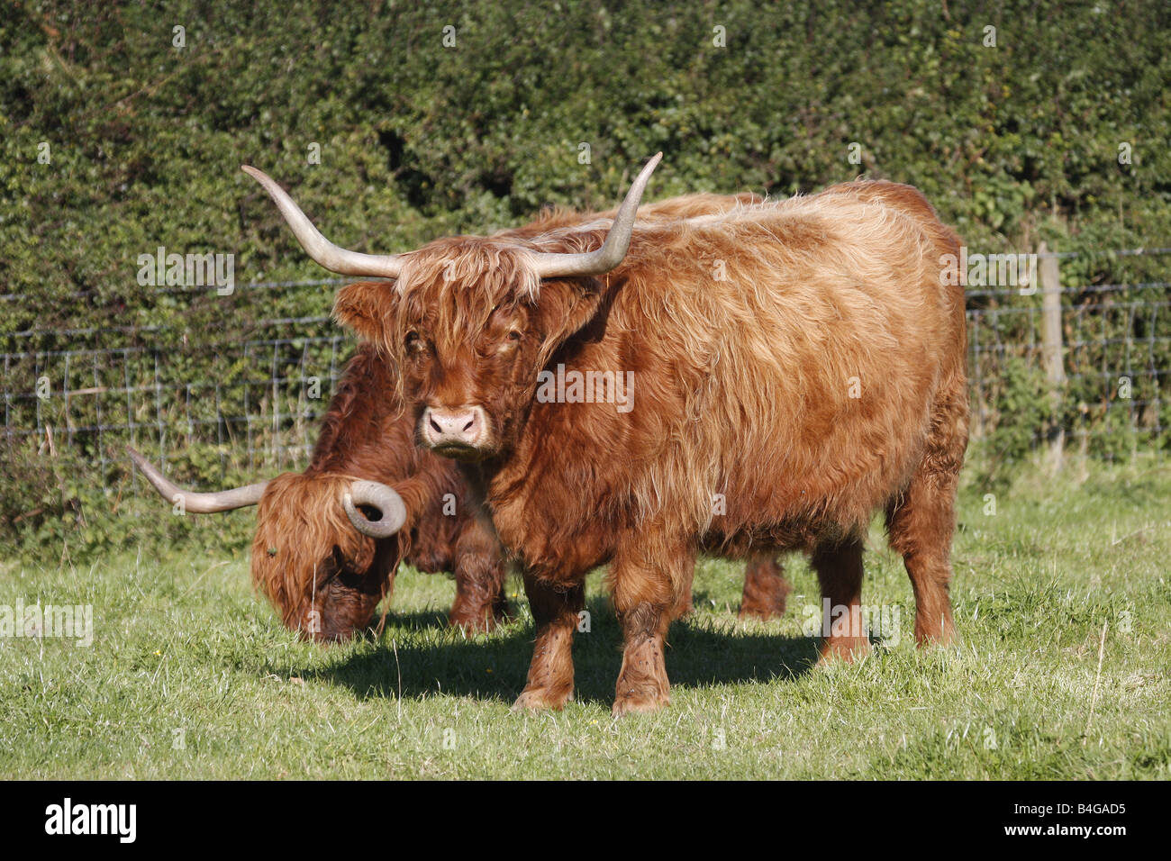 Aberdeen Angus Highland cattle (Kyloe) long horns free roaming in ...