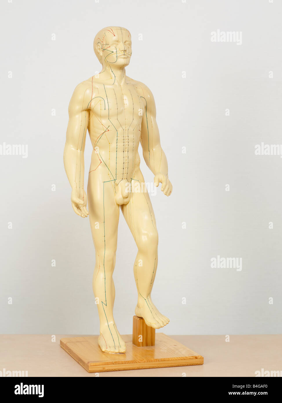 An acupuncture anatomical model Stock Photo - Alamy