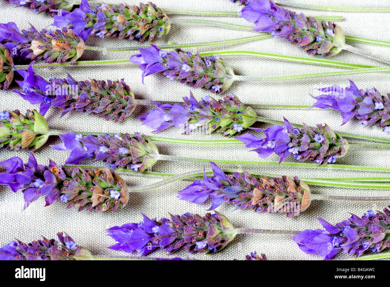 Lavender sprigs on white background Stock Photo - Alamy