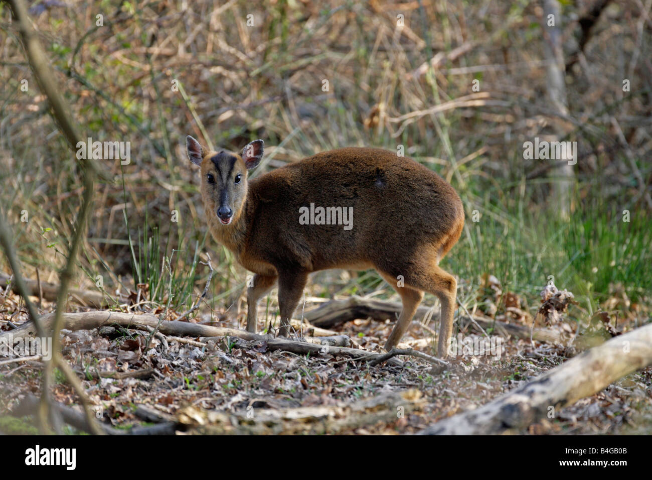 Muntjac Muntiacus muntjak single adult in woodland Taken March Minsmere ...