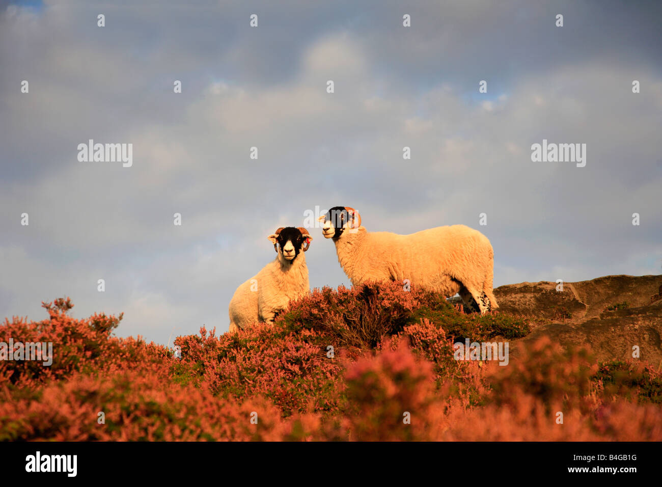 Derbyshire gritstone sheep hi-res stock photography and images - Alamy