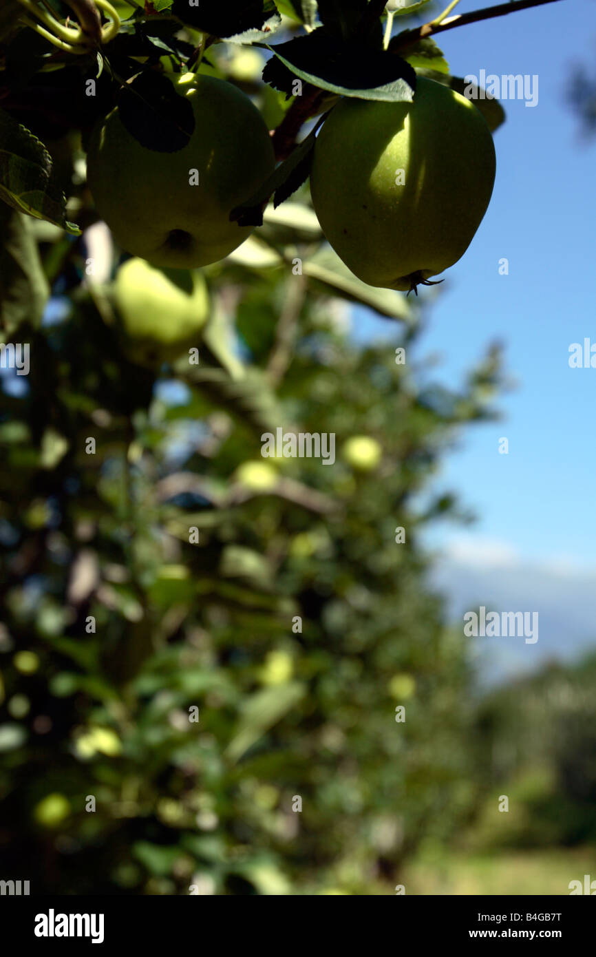 Cultivation Of Apples In Italy High Resolution Stock Photography and ...