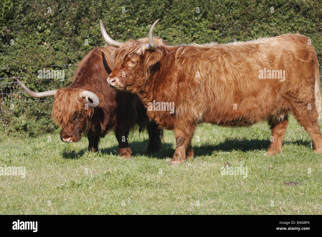 Aberdeen Angus Highland cattle (Kyloe) long horns free roaming in ...